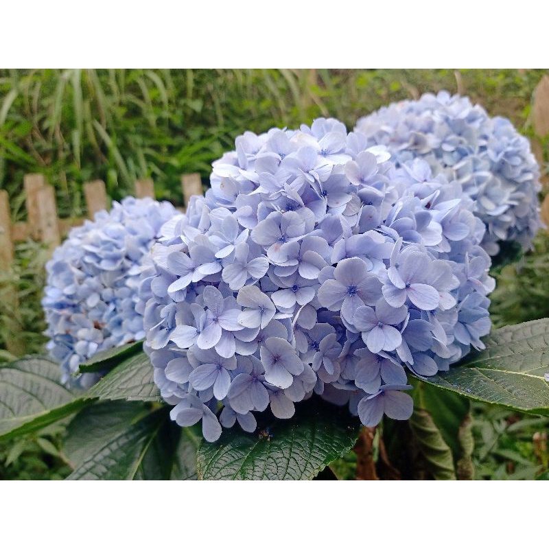 Anak pokok bunga siti zubaidah, pokok bunga tiga bulan, hydrangea ...