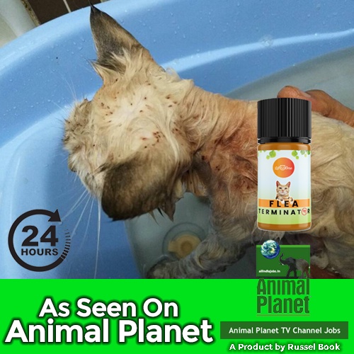 [24 HOURS EFFECTIVE] Anti Flea & Lice For Cat And Dog Tick Lice Earmite ...