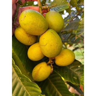 ANAK POKOK MATOA/MATA KUCING BRAZIL | Shopee Malaysia