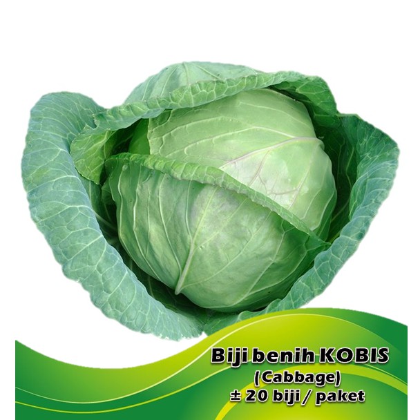 Biji Benih sayur Kobis / Cabbage vegetable seeds (Kubis) | Shopee Malaysia
