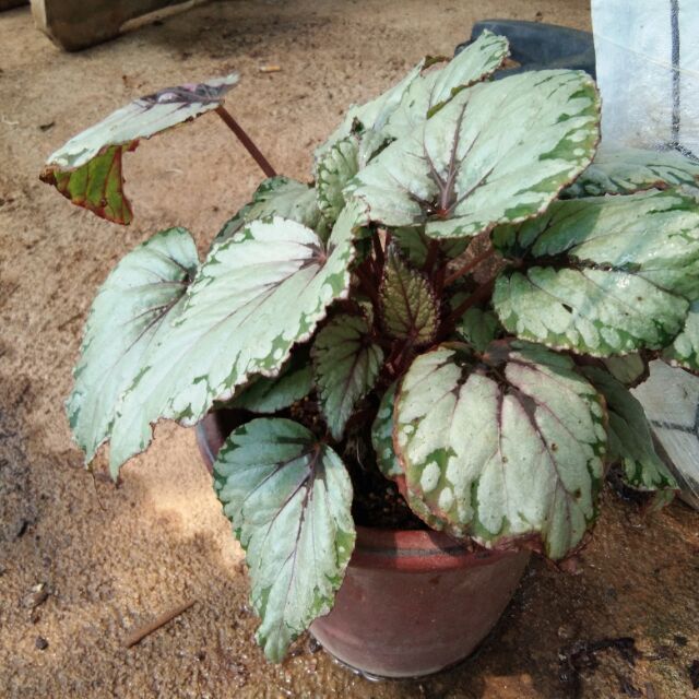 AZ Pokok Begonia/campur pelbagai jenis begonia | Shopee Malaysia