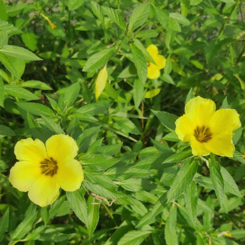 keratan pokok bunga tunera (1pcs) | Shopee Malaysia