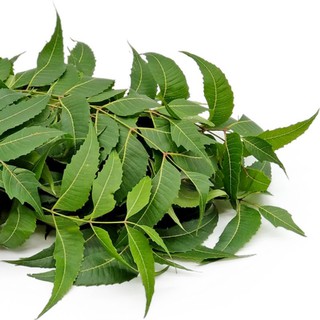 DAUN SEMAMBU SEGAR 100gm+ | FRESH NEEM LEAVES | VEPPILAI | SHIP WITHIN ...