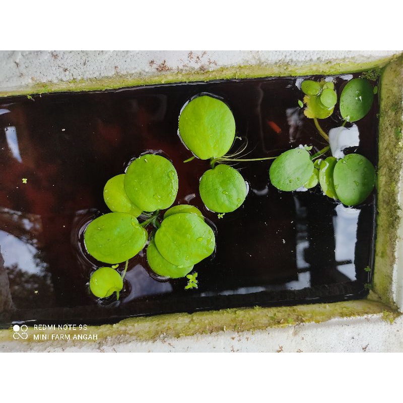 Frogbit (pokok air terapung) | Shopee Malaysia