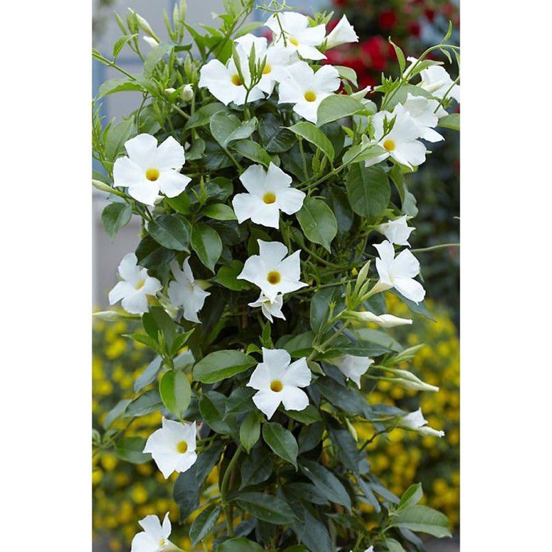 Pokok Bunga Mandevilla Putih/ White Creeping Mandevilla | Shopee Malaysia