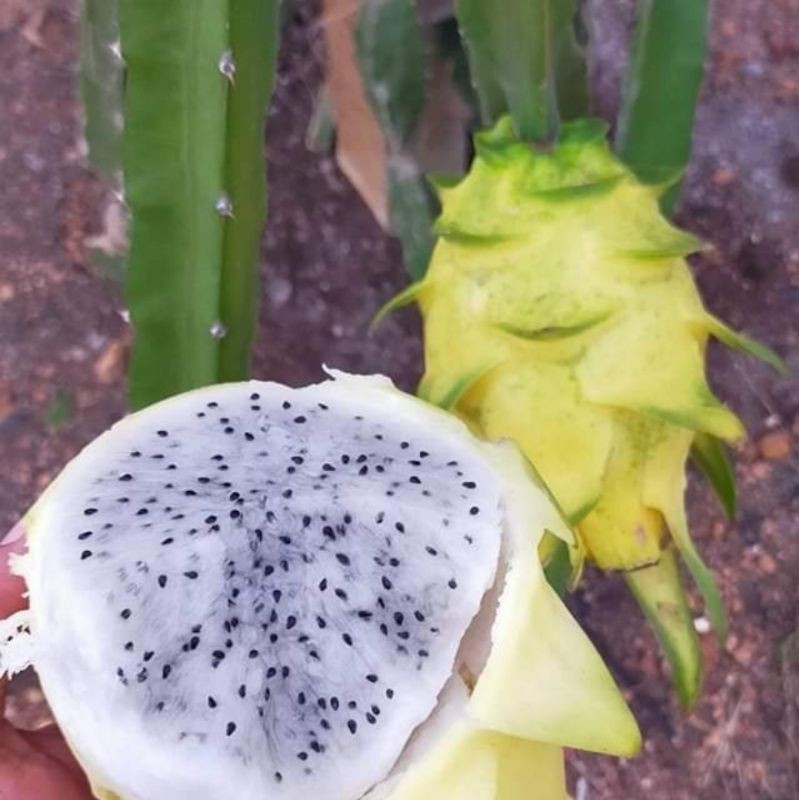 Yellow Dragon Fruit Tree
