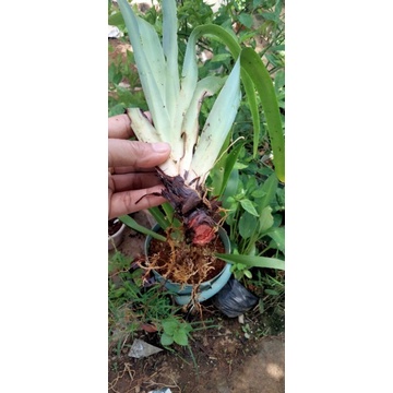 Jerangau merah Sarawak | Shopee Malaysia