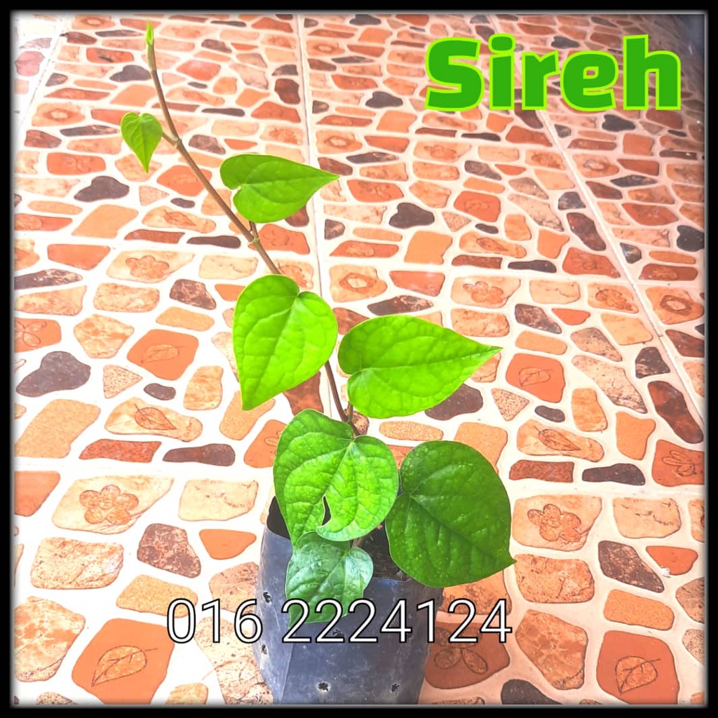 Anak Pokok Sireh Kampung | Shopee Malaysia