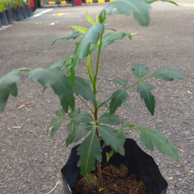 Pokok semambu, neem tree | Shopee Malaysia