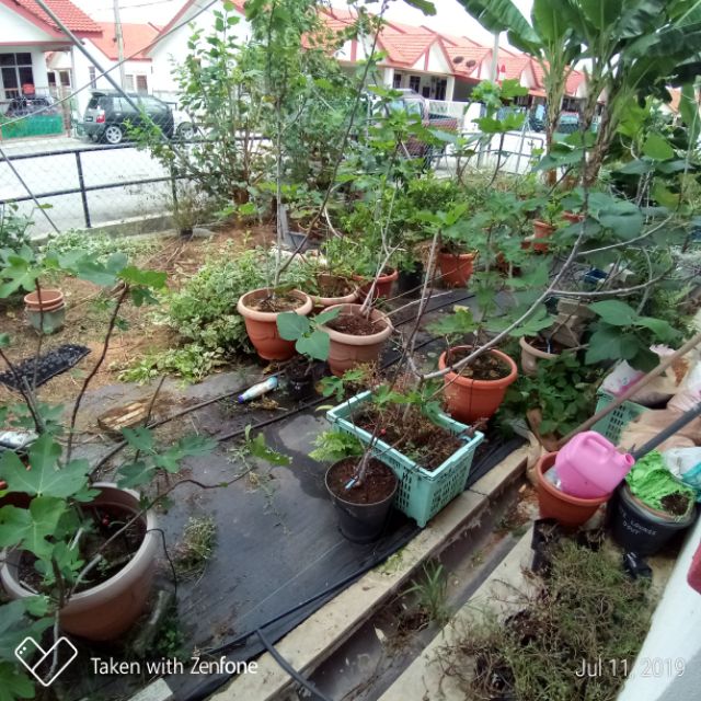 keratan pokok mulbery kampung dan keratan pokok tin | Shopee Malaysia