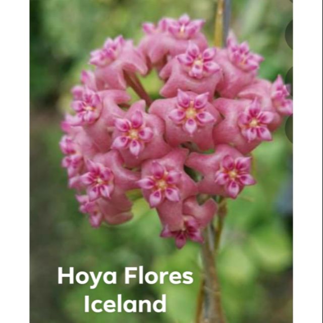 Hoya Flores Island UT 039 #real plant #rare plant. | Shopee Malaysia