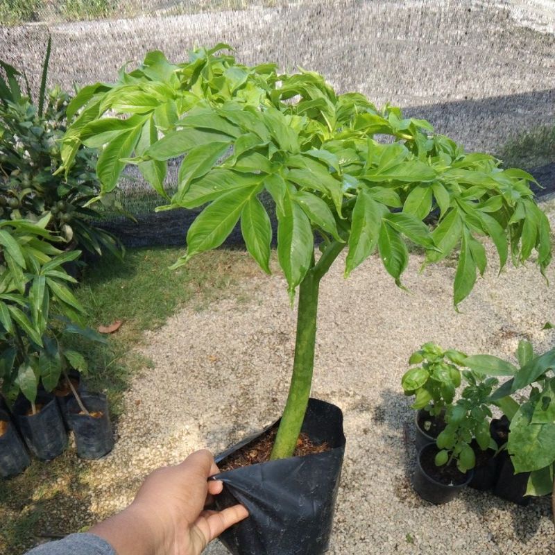 anak pokok ubi sarek(ubi ular) | Shopee Malaysia