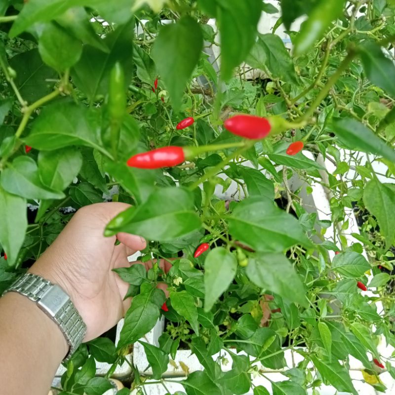 anak pokok cili padi,cili burung | Shopee Malaysia