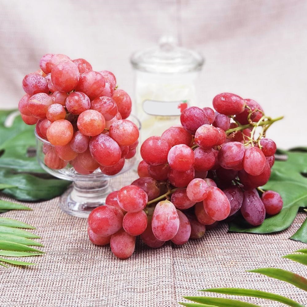Anak Pokok Anggur Australian Red | Shopee Malaysia