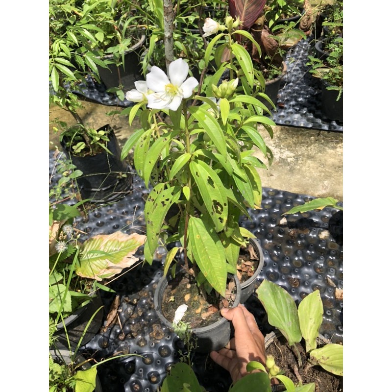 Pokok Senduduk Putih dalam Pot | Shopee Malaysia