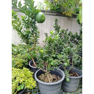 Pokok Limau Jepon Oren / Ready Stock | Shopee Malaysia