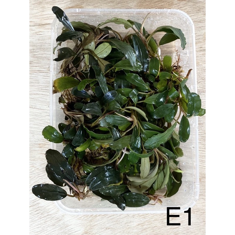 Fresh Mixed Bucep in Big Box Bucephalandra Low Tech Aquascape Plant ...