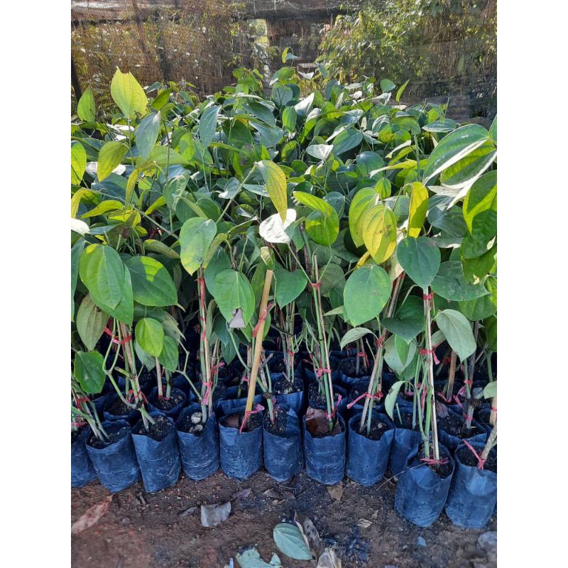 Pokok Lada Hitam ( Thai Hybrid ) | Shopee Malaysia