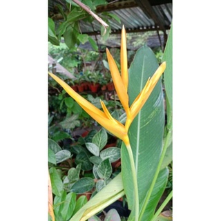 heliconia deep orange / heliconia sepit udang ( anak pokok dalam ...