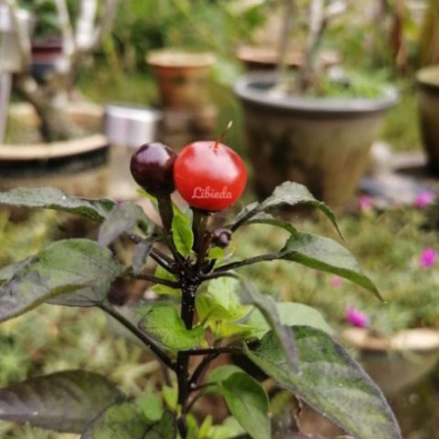 Biji Benih Cili Mutiara (Black Pearl Chilli Seeds) | Shopee Malaysia