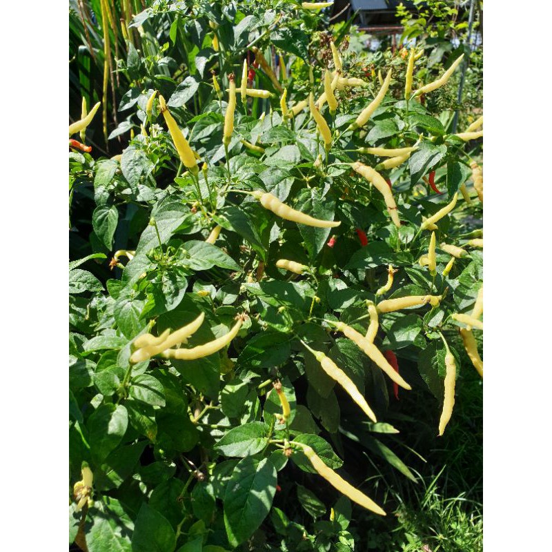 Anak pokok cili padi putih/cili api | Shopee Malaysia