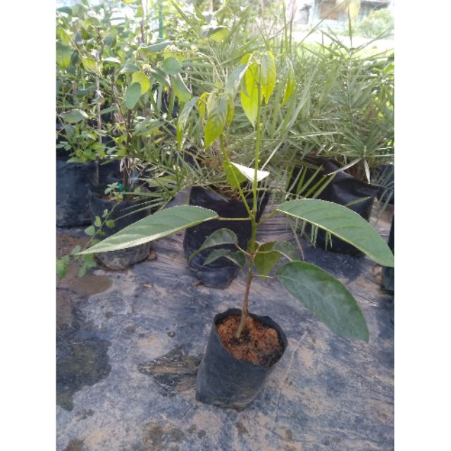 ANAK POKOK TAMPOI (KAHWIN) Baccaurea macrocarpa | Shopee Malaysia