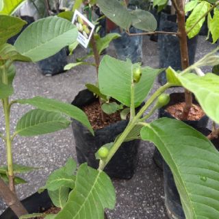 Jambu batu Lohan (anak pokok) | Shopee Malaysia