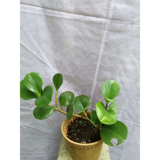 Mas Cotek Jantan @ Ficus Deltoidea | Shopee Malaysia