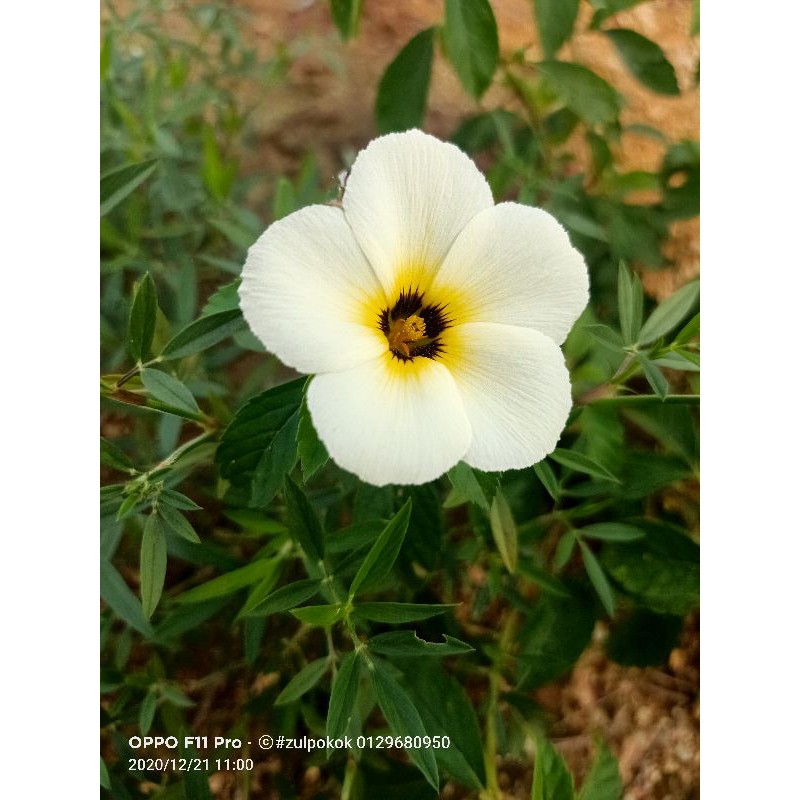 Tunera putih Pokok cegah babi(tunera)kembang pagi | Shopee Malaysia