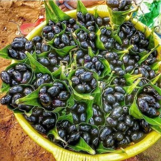 Anak Pokok Keriang Dot/Aceh/Jambu Arang | Shopee Malaysia