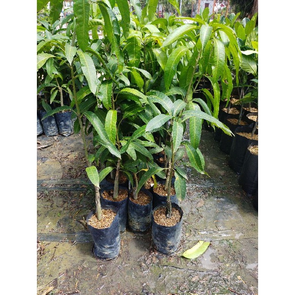 Mangga Taiwan / Pokok Mangga Taiwan | Shopee Malaysia