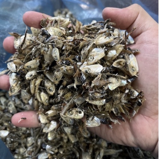 Kepala Bilis 500GRAM ( BAJA BUNGA dan lain2 kegunaan ) | Shopee Malaysia