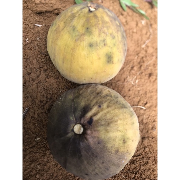 Buah Setoi Setoi 1 kg | Shopee Malaysia