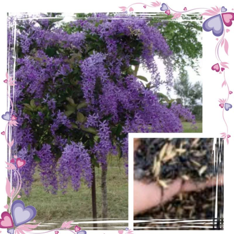 anak pokok sand paper | Shopee Malaysia