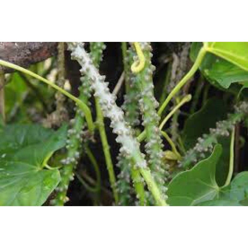 pokok batang wali (pahit) | Shopee Malaysia