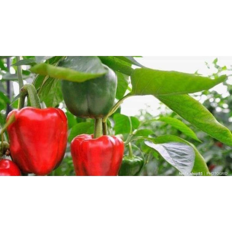 Benih Lada Benggala Merah tanah rendah/lowland | Shopee Malaysia