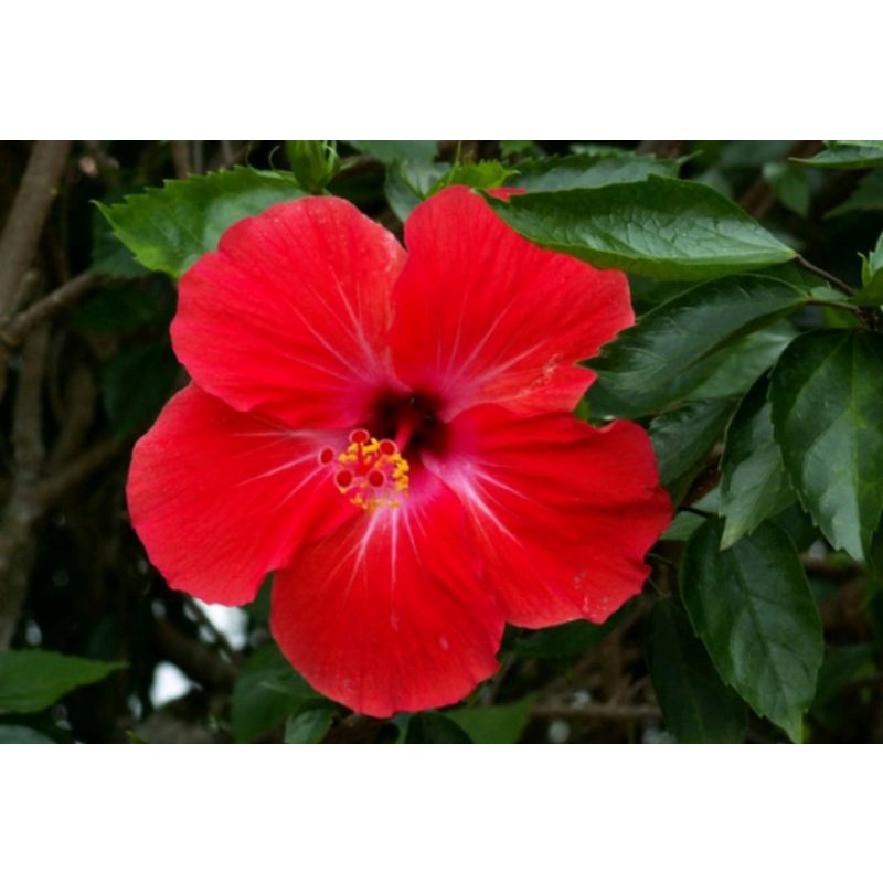 Pokok bunga raya merah selapis ~ keratan batang | Shopee Malaysia