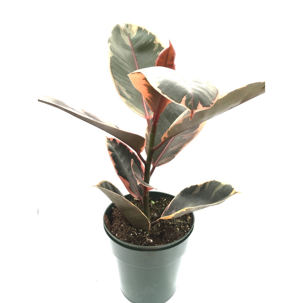 Urban Pokok Ficus Elastica Ruby/ Rubber Plant 2 feet [indoor Plant ...