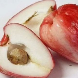 Anak Pokok Buah Jambu Bol / Bola / Keling / Jambu Kayu | Shopee Malaysia