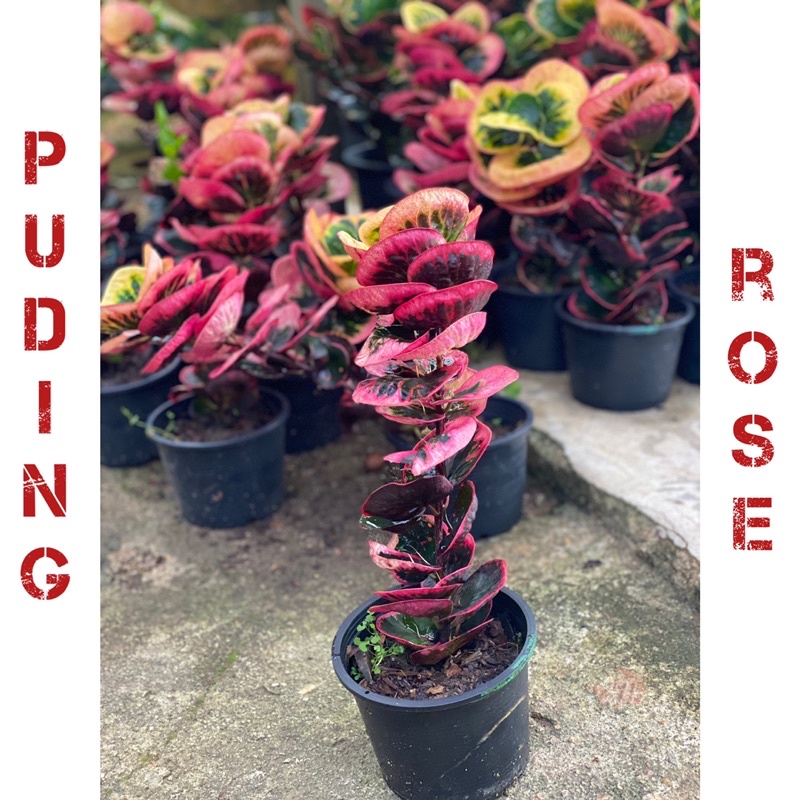 Pokok puding ( rose ) thai murah / pokok puding rose hybrid | Shopee ...