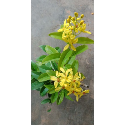 Maiden's Jealousy, tristellateia australasiae,Galphimia Vine, Golden ...