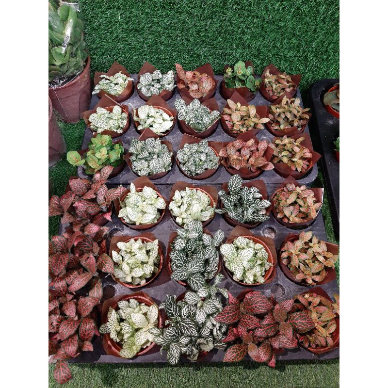 Potted Fittonia(randomly pick) | Shopee Malaysia