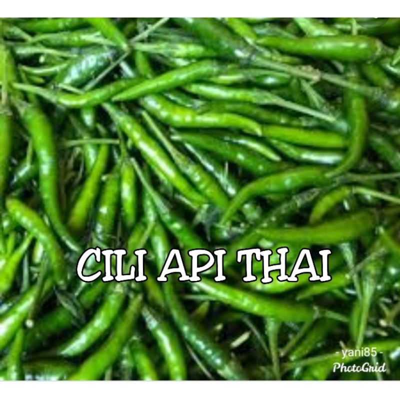 Benih Cili thailand/Cili Kampung/Cili Api | Shopee Malaysia