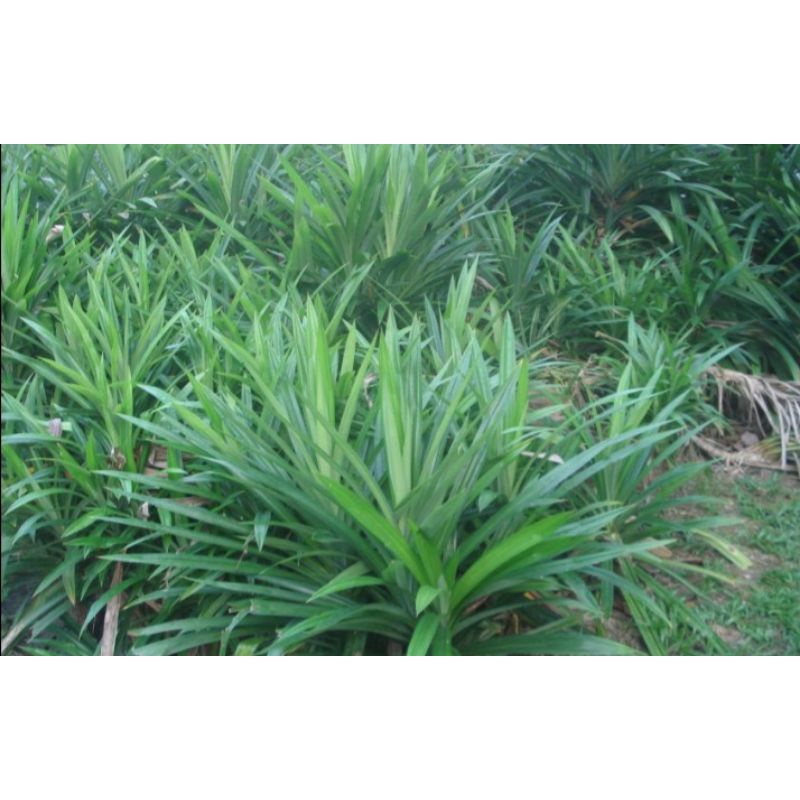 benih daun pandan wangi pokok pandan | Shopee Malaysia