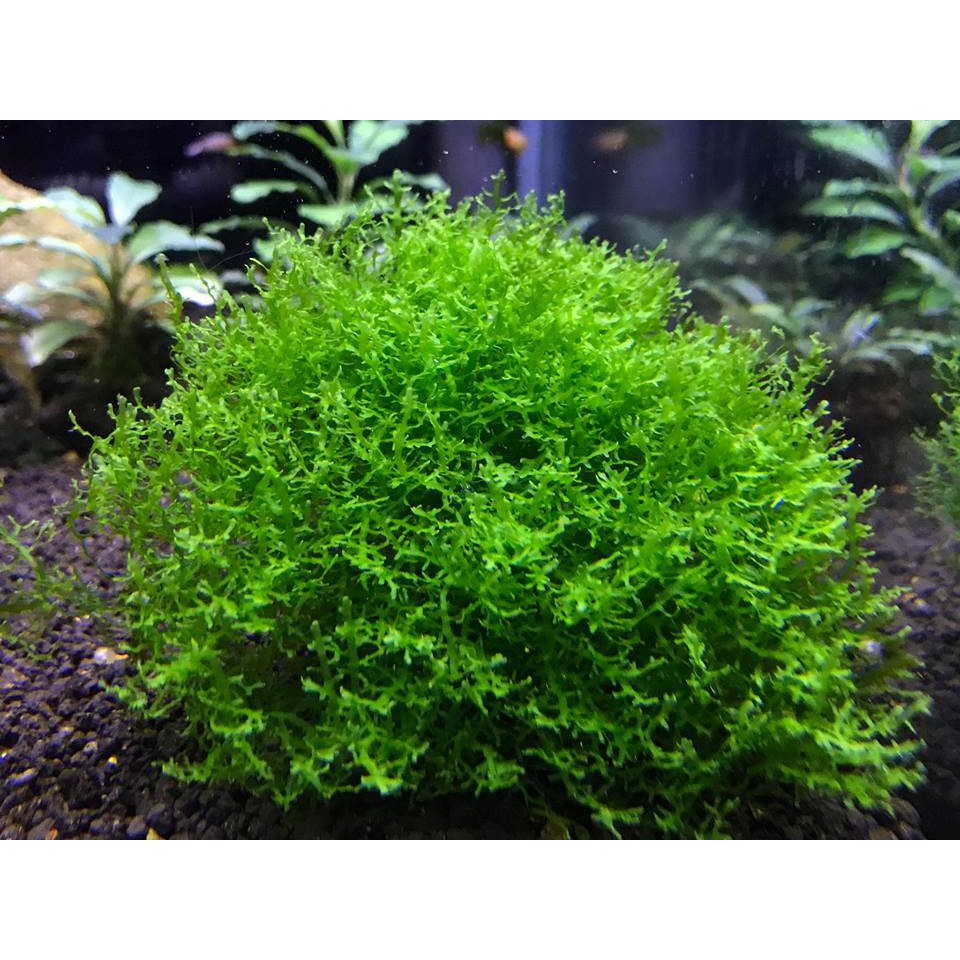 Riccardia Chamedryfolia / Coral Moss / Mini Pelia (Aquatic Plant ...