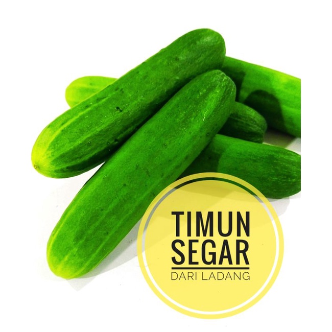[FRESH VEGETABL] Timun Ulam Cucumber Segar Dari Ladang 1kg | Shopee ...