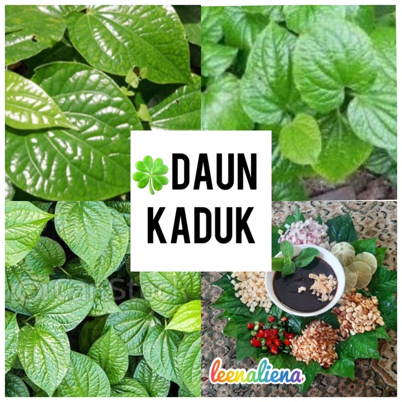 ULAM DAUN KADUK FRESH 1 IKAT | Shopee Malaysia