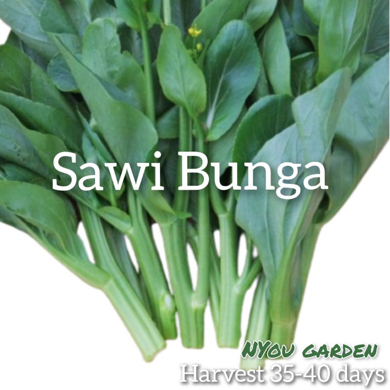 Biji benih Sawi Bunga Caixin seeds Tuaian 35-40 hari | Shopee Malaysia