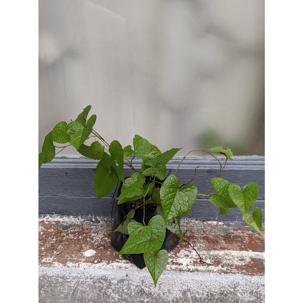 Bunga Air Mata Pengantin (Antigonon leptopus) | Shopee Malaysia