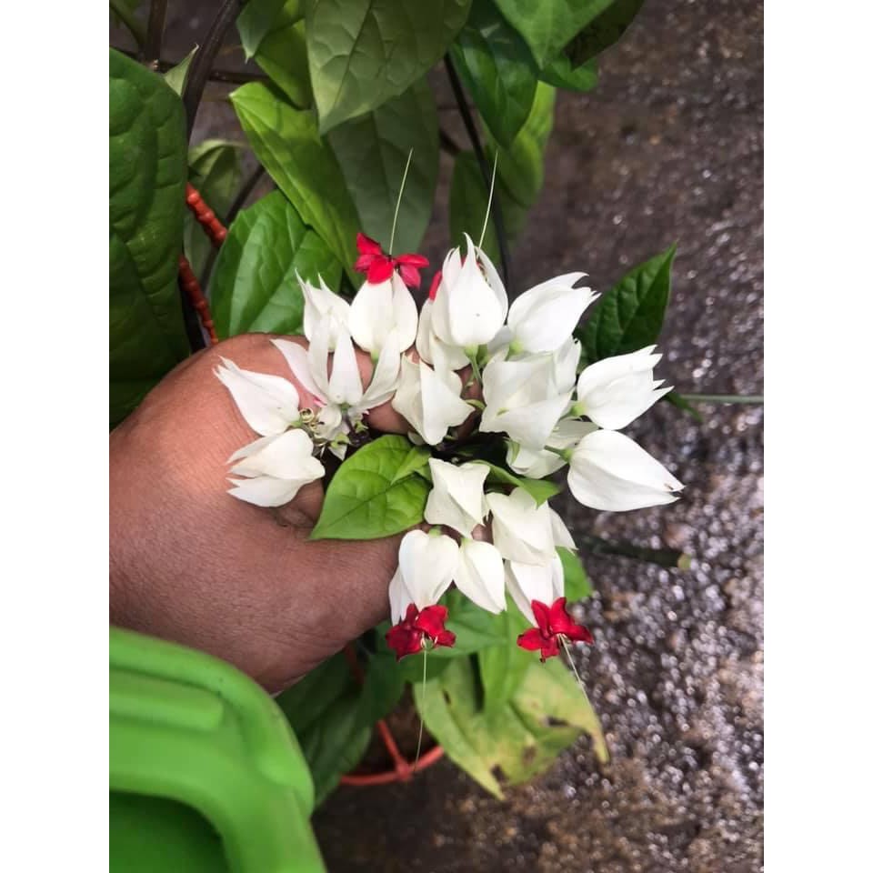 Pokok Bunga Nyonya makan sirih Batik variegated bleeding heart bunga ...